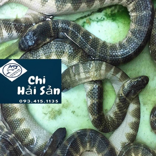 #New sale quý 2/2024 Mua con đẻn biển sống tai cửa hàng Chi Hải sản ...