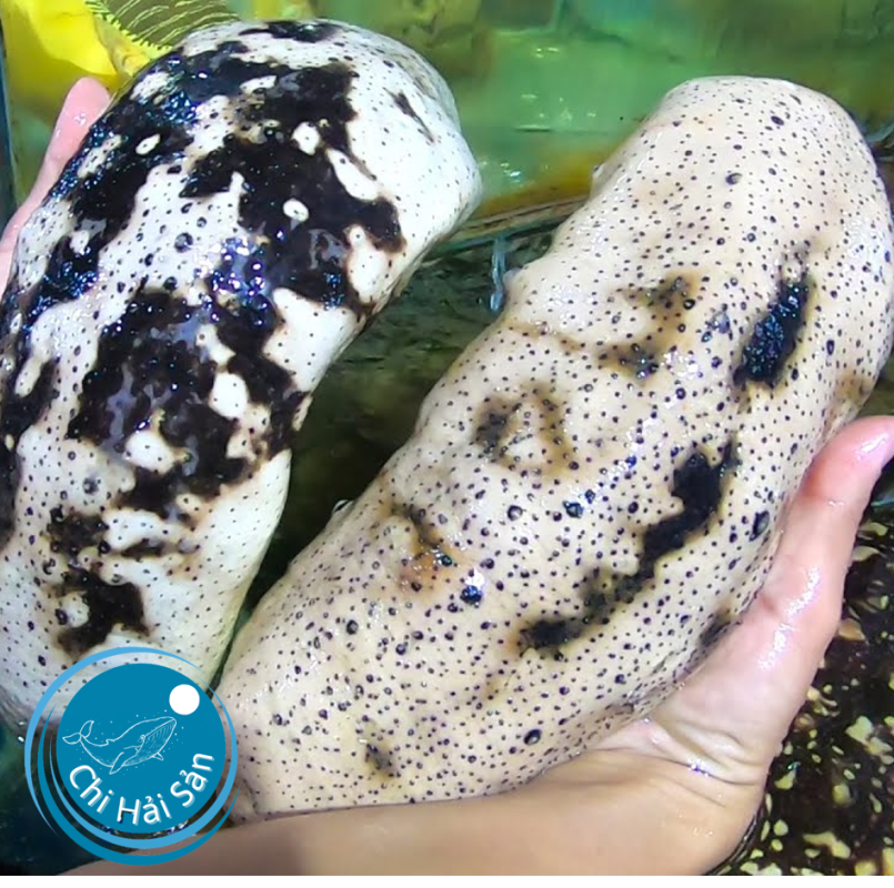 Hải sâm vú trắng tại cửa hàng Chi Hải sản