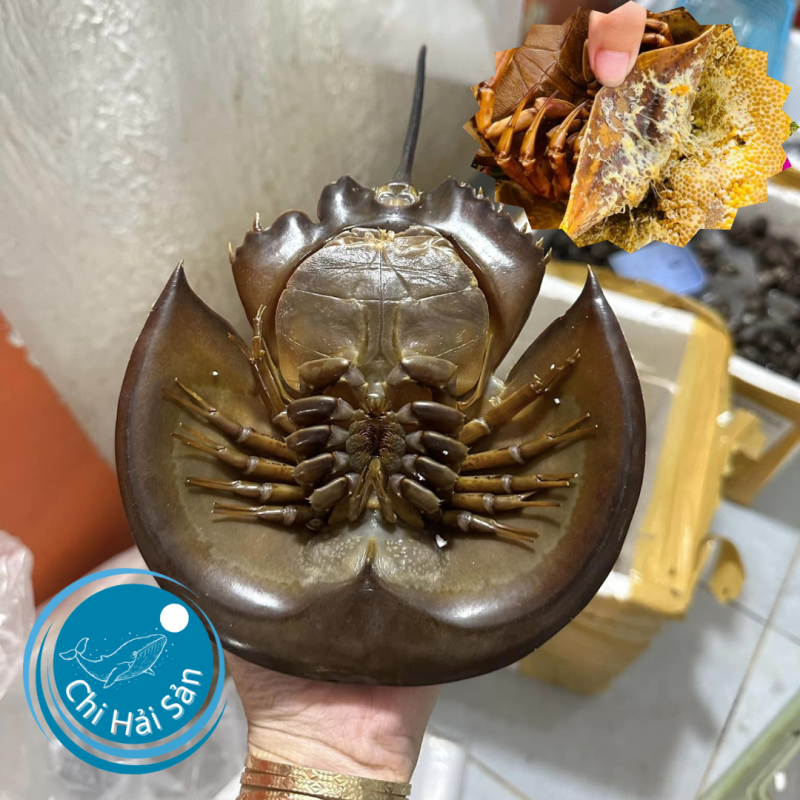 Giá con sam biển hợp lý nhất thị trường TPHCM!CHI HẢI SẢN