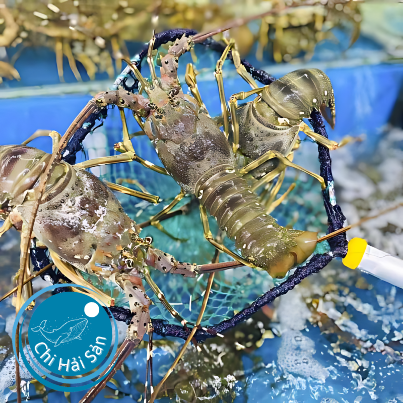 Tôm hùm baby – Giá tôm hùm baby sống. - CHI HẢI SẢN
